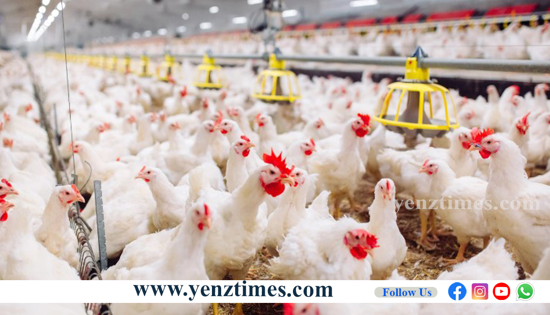 വേനല്‍ച്ചൂട് കടുത്തതോടെയാണ് ഇറച്ചികോഴിയുടെ വില പറപറക്കുന്നു - Yenz ...