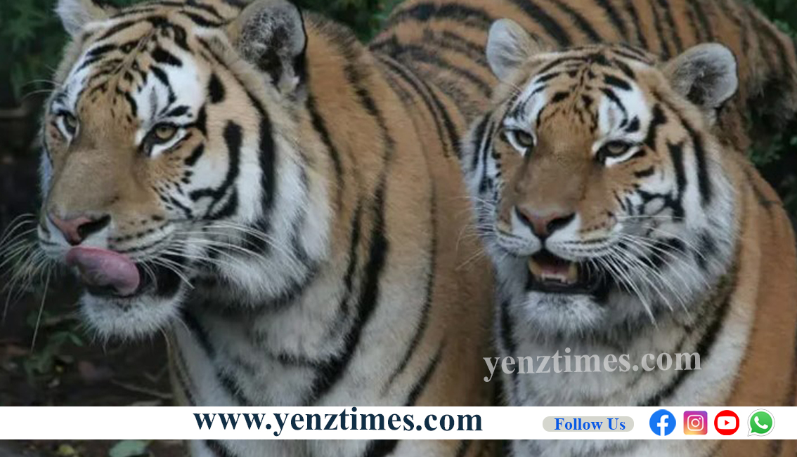 മൂന്നാറിലെ ജനവാസമേഖലയിൽ കടുവക്കൂട്ടം ഇറങ്ങി - Yenz Times News